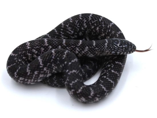 New England Axanthic Brooks' Kingsnake by Metazotics