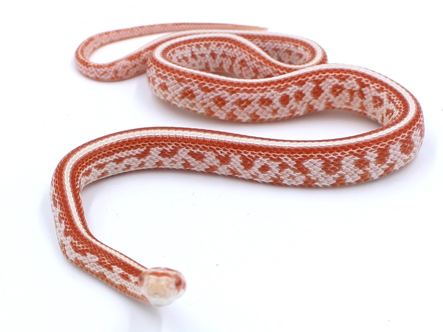 Tessera Candy Cane Corn Snake by Metazotics - MorphMarket