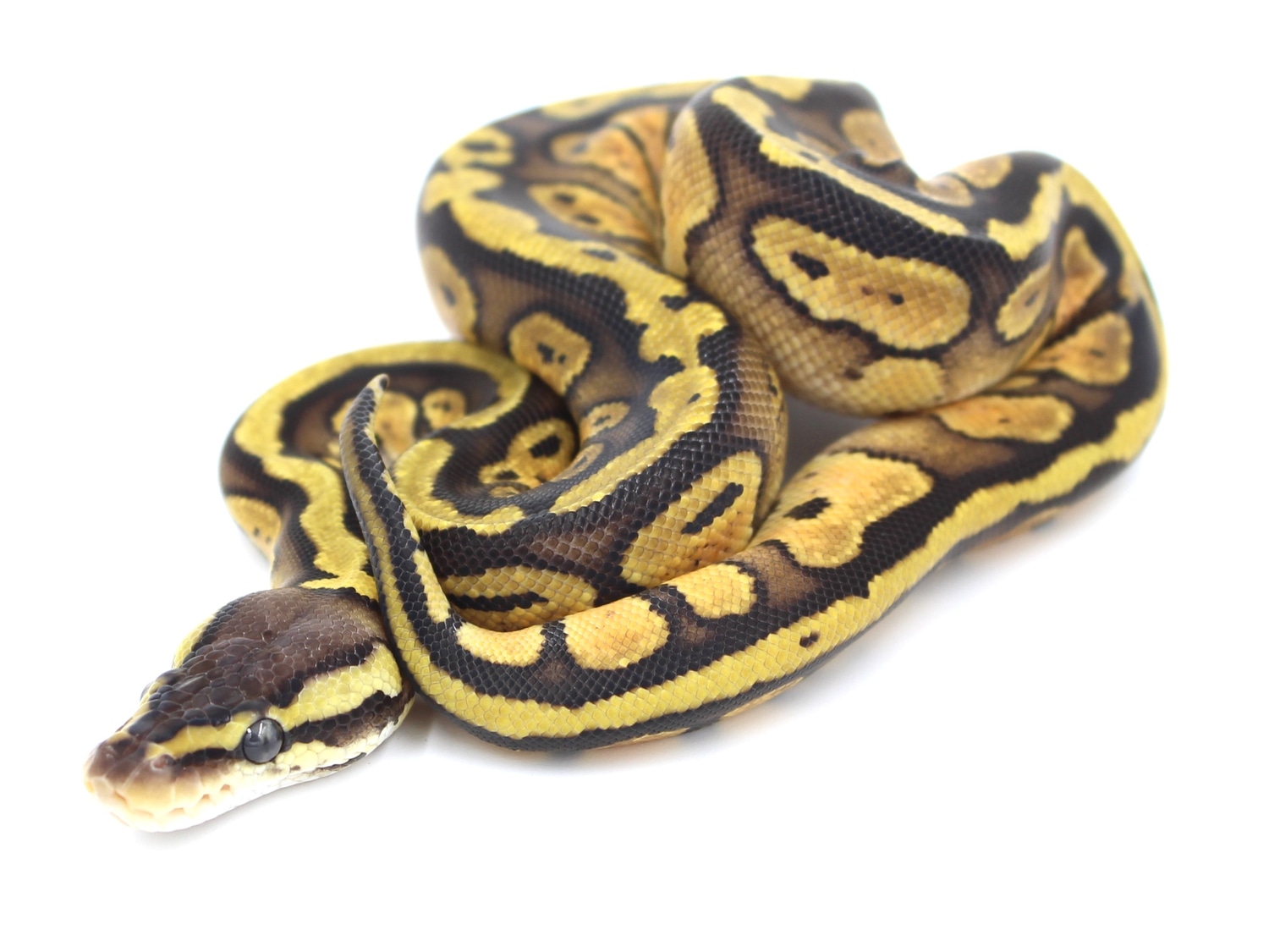 Pastel Yellow Belly Red Stripe Het Genetic Stripe Ball Python by ...