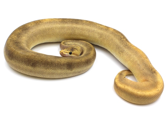 Champagne Cinnamon 50% Het Genetic Stripe Ball Python by Metazotics