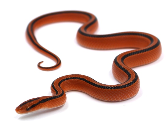 Thai Bamboo (Coxi) Bamboo Rat Snake by Metazotics