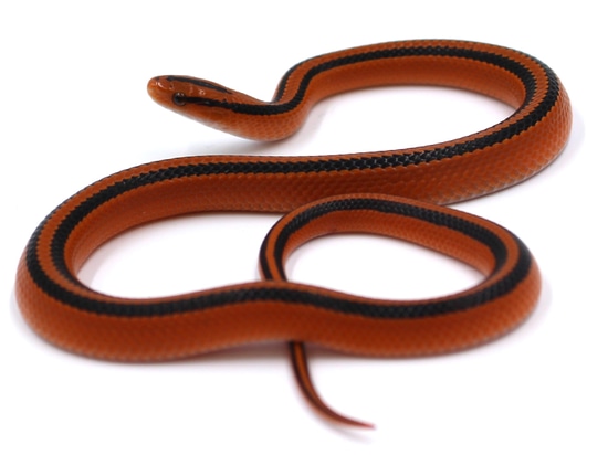 Thai Bamboo (Coxi) Bamboo Rat Snake by Metazotics