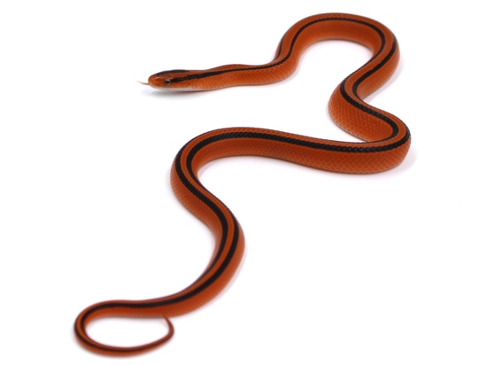 Thai Bamboo (Coxi) Bamboo Rat Snake by Metazotics