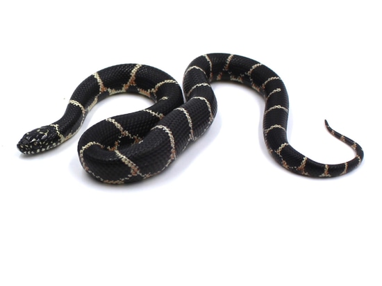 Rowan County Chain Eastern Kingsnake by Metazotics