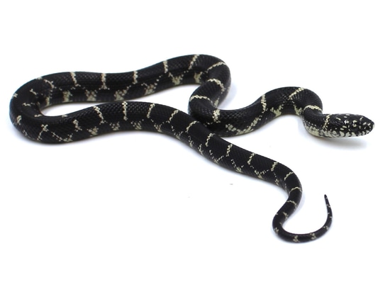 Rowan County Chain Eastern Kingsnake by Metazotics