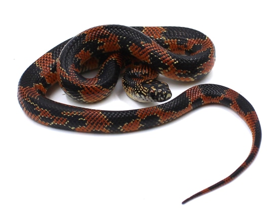 Blaze Apalachicola Kingsnake by Metazotics