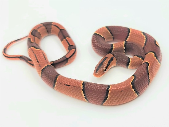 Banded Bamboo Bamboo Rat Snake by Metazotics