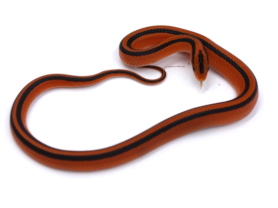 Thai Bamboo (Coxi) Bamboo Rat Snake by Metazotics