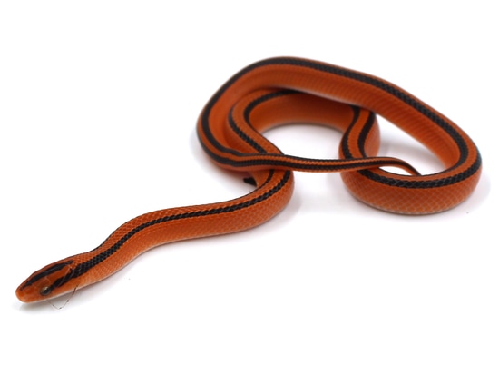 Thai Bamboo (Coxi) Bamboo Rat Snake by Metazotics