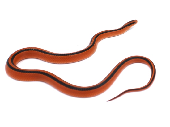 Thai Bamboo (Coxi) Bamboo Rat Snake by Metazotics