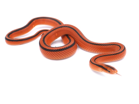 Thai Bamboo (Coxi) Bamboo Rat Snake by Metazotics