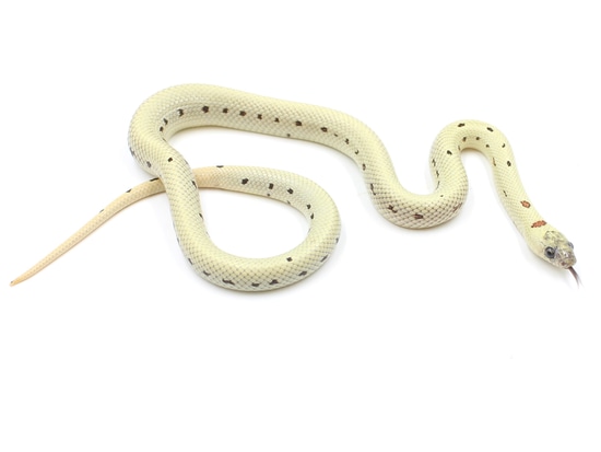 Patternless Leonis Nuevo Leon Kingsnake by Metazotics