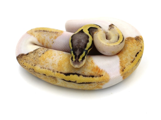 Sandblast Killer Pied Ball Python by Metazotics