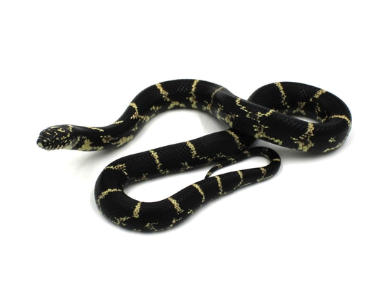 Eastern Chain Eastern Kingsnake by Metazotics