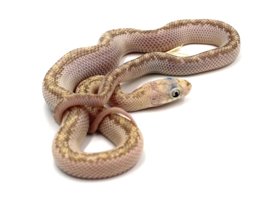 Rusty Whiteside Eastern Rat Snake by Metazotics