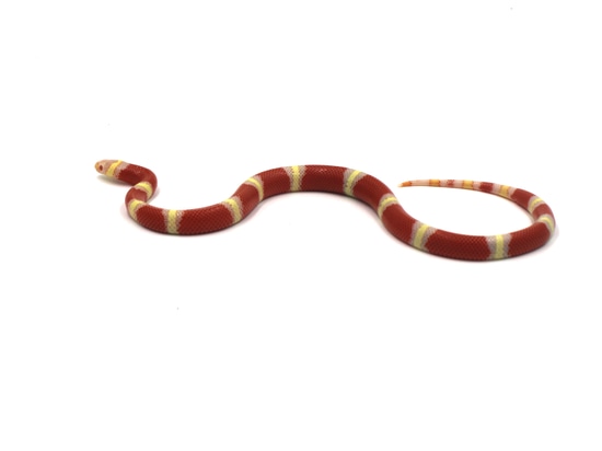 T Negative Albino Nelson's Milk Snake by Metazotics