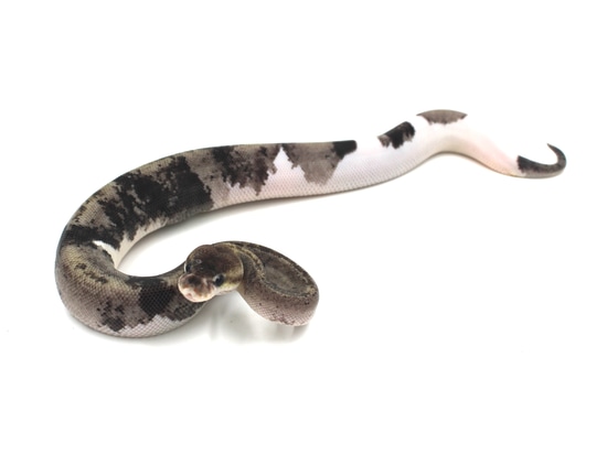Urban Camo Ball Python by Metazotics