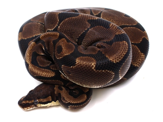 Blade Het Clown Ball Python by Metazotics