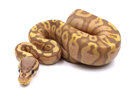 Firefly Banana Het Ultramel Ball Python by Metazotics