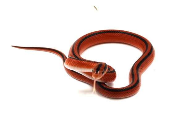 Thai (Coxi) Bamboo Rat Snake by Metazotics