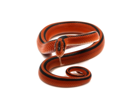 Thai (Coxi) Bamboo Rat Snake by Metazotics