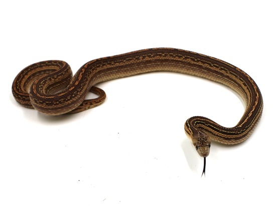 Striped Pacific Gopher Snake by Metazotics