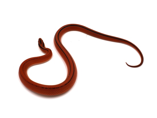 Thai Bamboo (Coxi) Bamboo Rat Snake by Metazotics