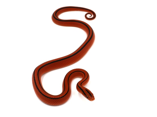 Thai Bamboo (Coxi) Bamboo Rat Snake by Metazotics