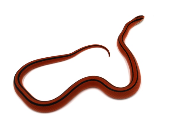 Thai Bamboo (Coxi) Bamboo Rat Snake by Metazotics