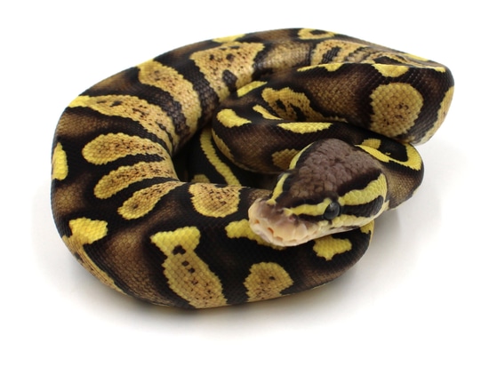 Chocolate Fire Ball Python by Metazotics