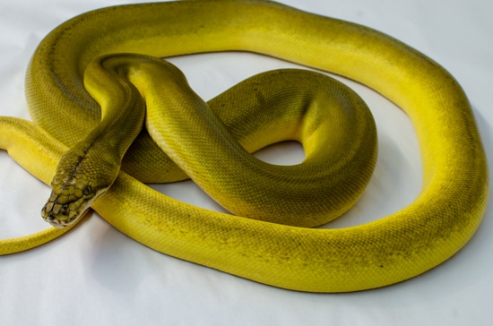 Golden Child Platinum Phantom Reticulated Python by Metcalf Reptiles LLC