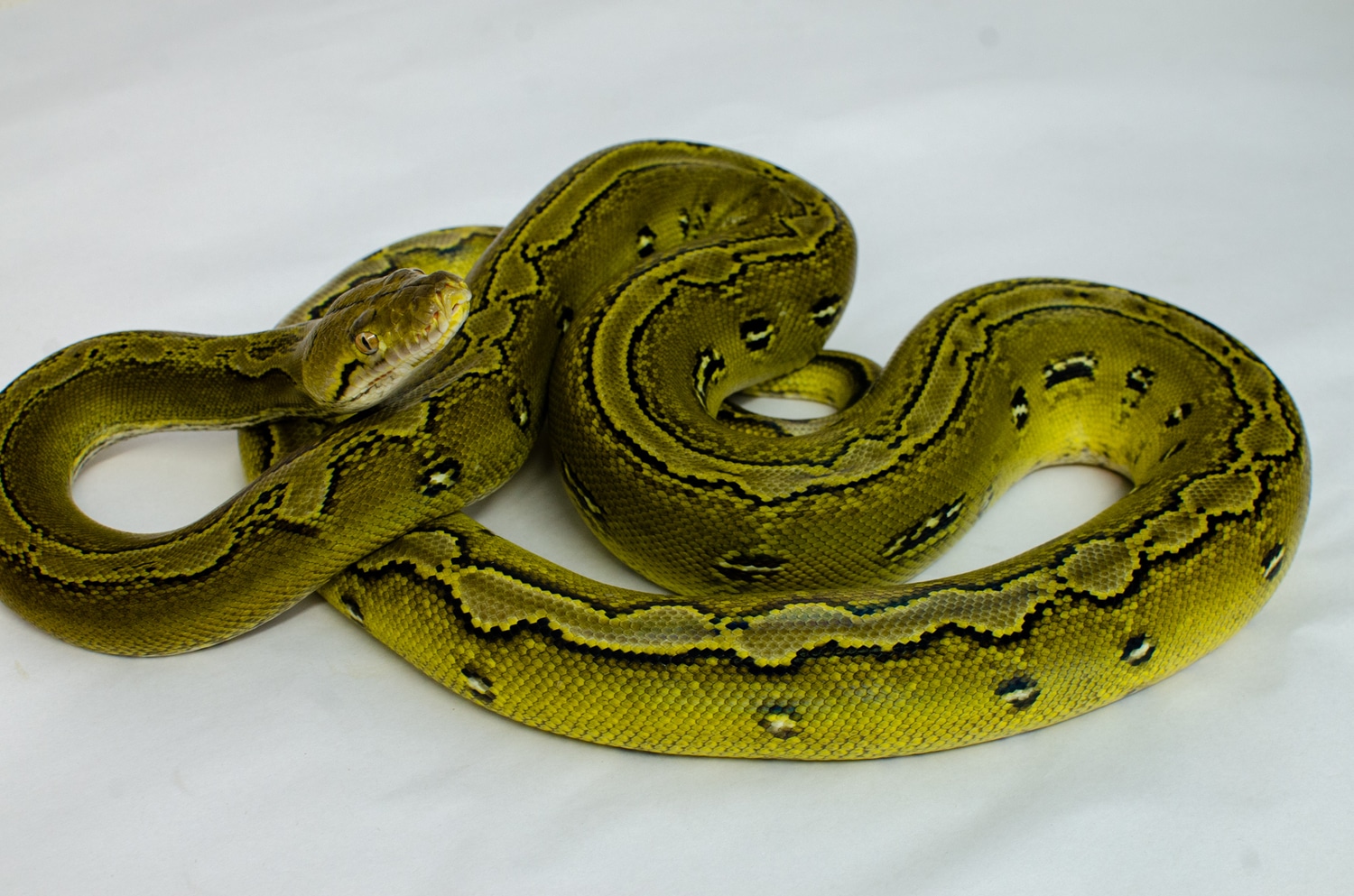 Marble Sunfire 50% Het White Albino Reticulated Python by Metcalf ...
