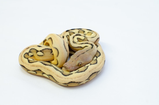Super Sunfire Platinum Tiger 50% Het Albino Reticulated Python by ...