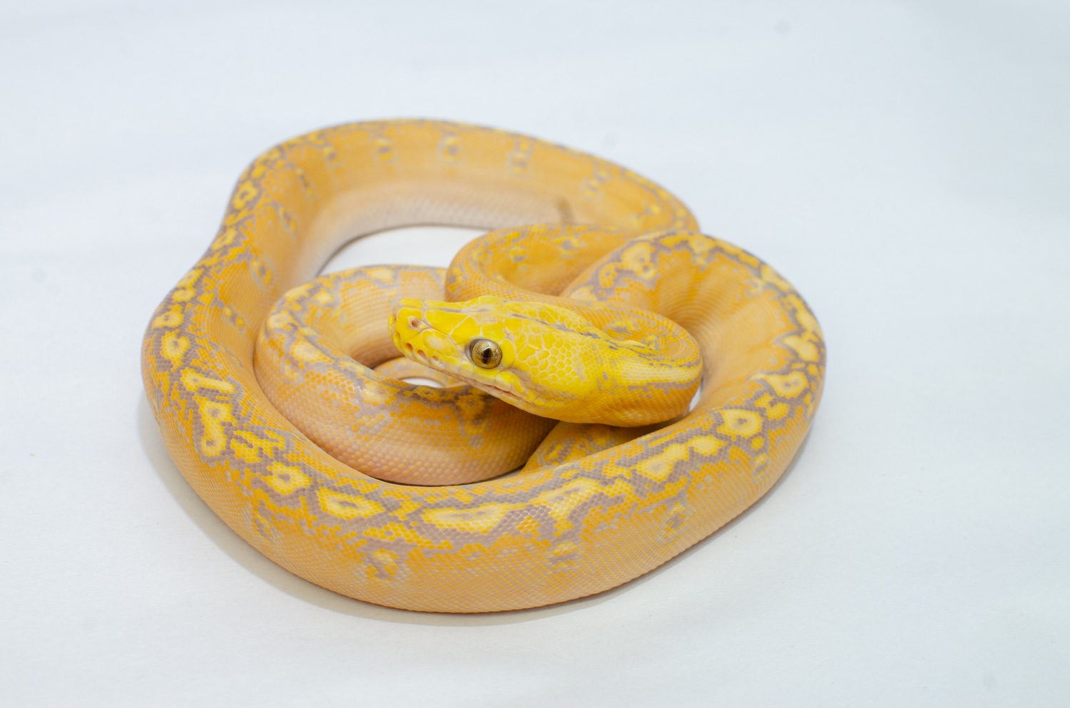 Purple Phantom Motley Reticulated Python by Metcalf Reptiles LLC ...