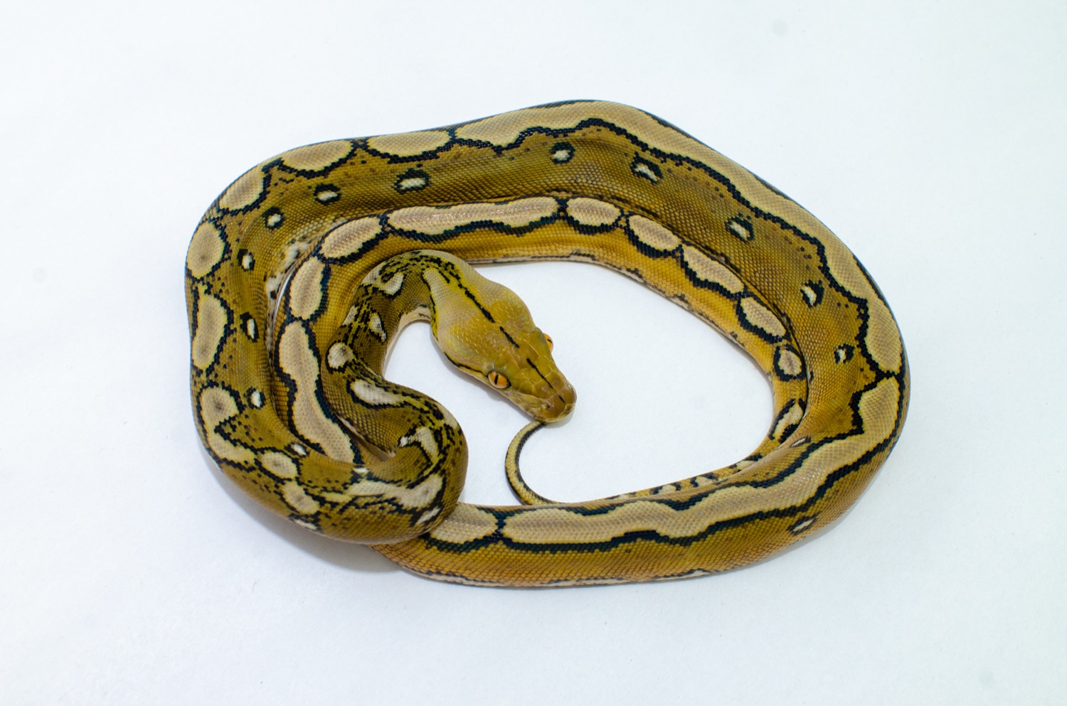 Sunfire Het Purple Orange Ghost Stripe Reticulated Python by Metcalf ...