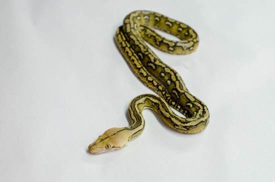 1 Marble Tiger 50% Het White Reticulated Python by Metcalf Reptiles LLC