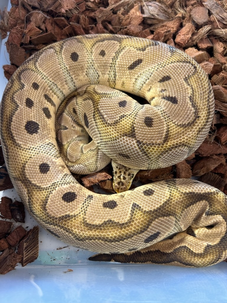 Pastel Clown Proven Breeder Ball Python by Meteoric Serpents LLC ...
