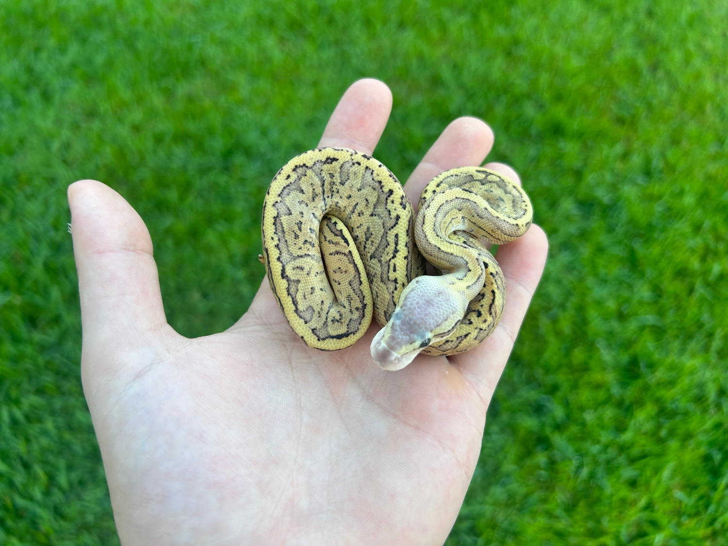 Dragonfly GHI Poss Trick Het DG Ball Python by Meteoric Serpents LLC ...