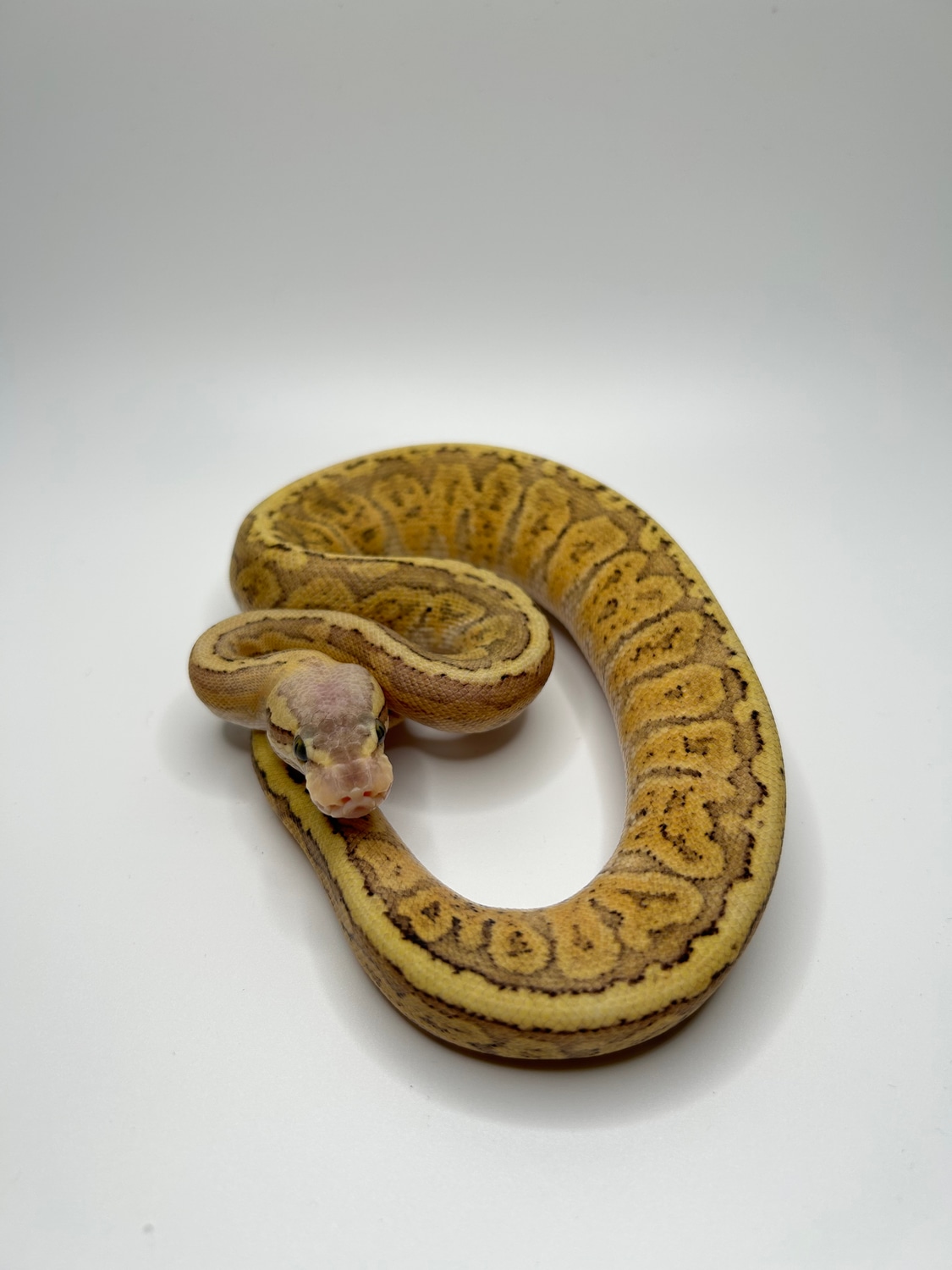 Dragonfly GHI Het DG Ball Python by Meteoric Serpents LLC - MorphMarket