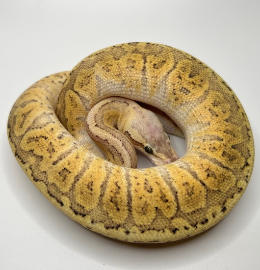 Dragonfly GHI Het DG Ball Python by Meteoric Serpents LLC