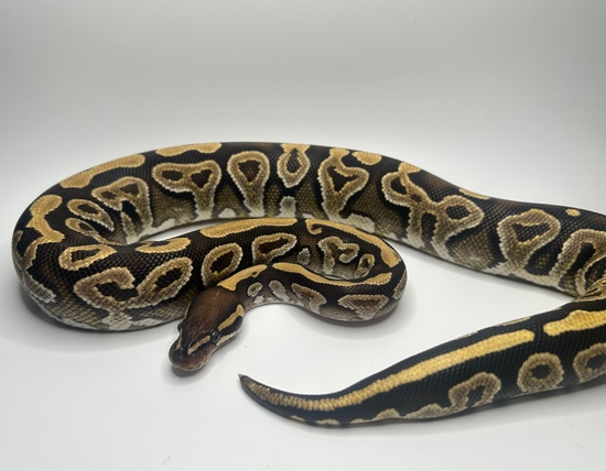 Mojave YB OR Specter Het Ultramel Ball Python by Meteoric Serpents LLC