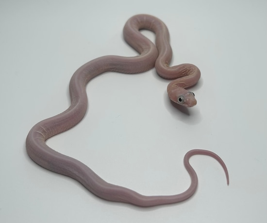 Scaleless Leucistic Het Anery Texas Rat Western Rat Snake by Meteoric ...