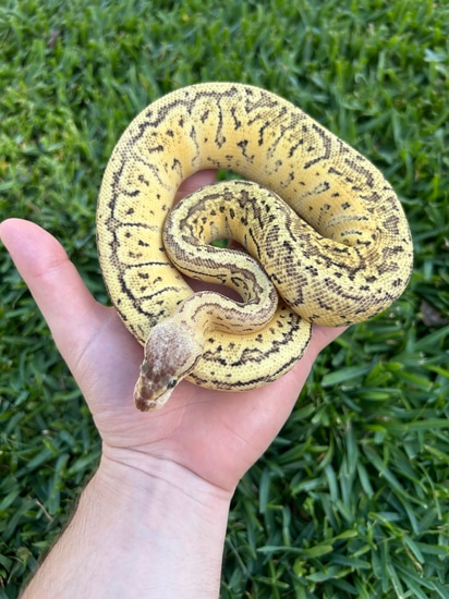 Dragonfly Trick Het DG Ball Python by Meteoric Serpents LLC