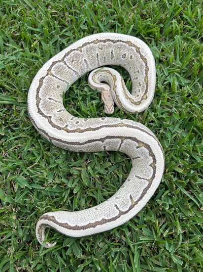 Fire Pinstripe Desert Ghost (Proven) Ball Python by Meteoric Serpents LLC