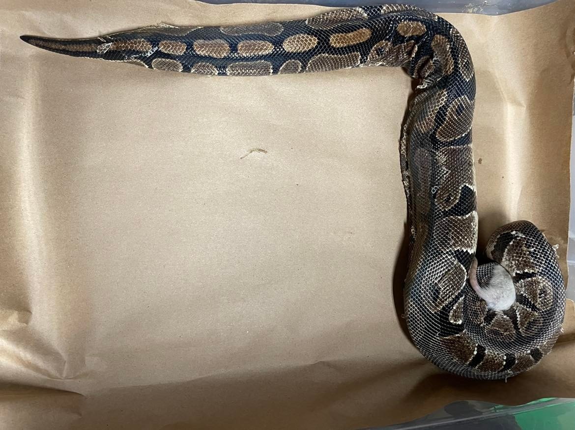 Normal Male Ball Python by Methodic Creatures - MorphMarket