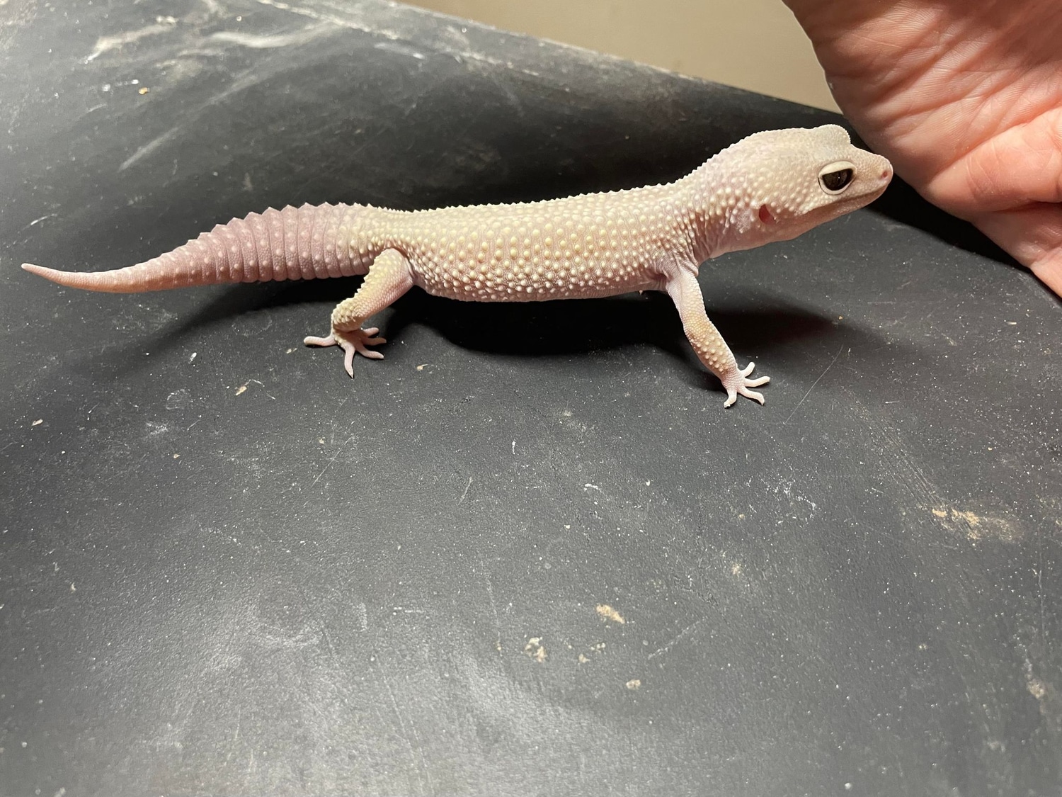 2020 Mack Snow Murphy Patternless Male Leopard Gecko by Methodic ...