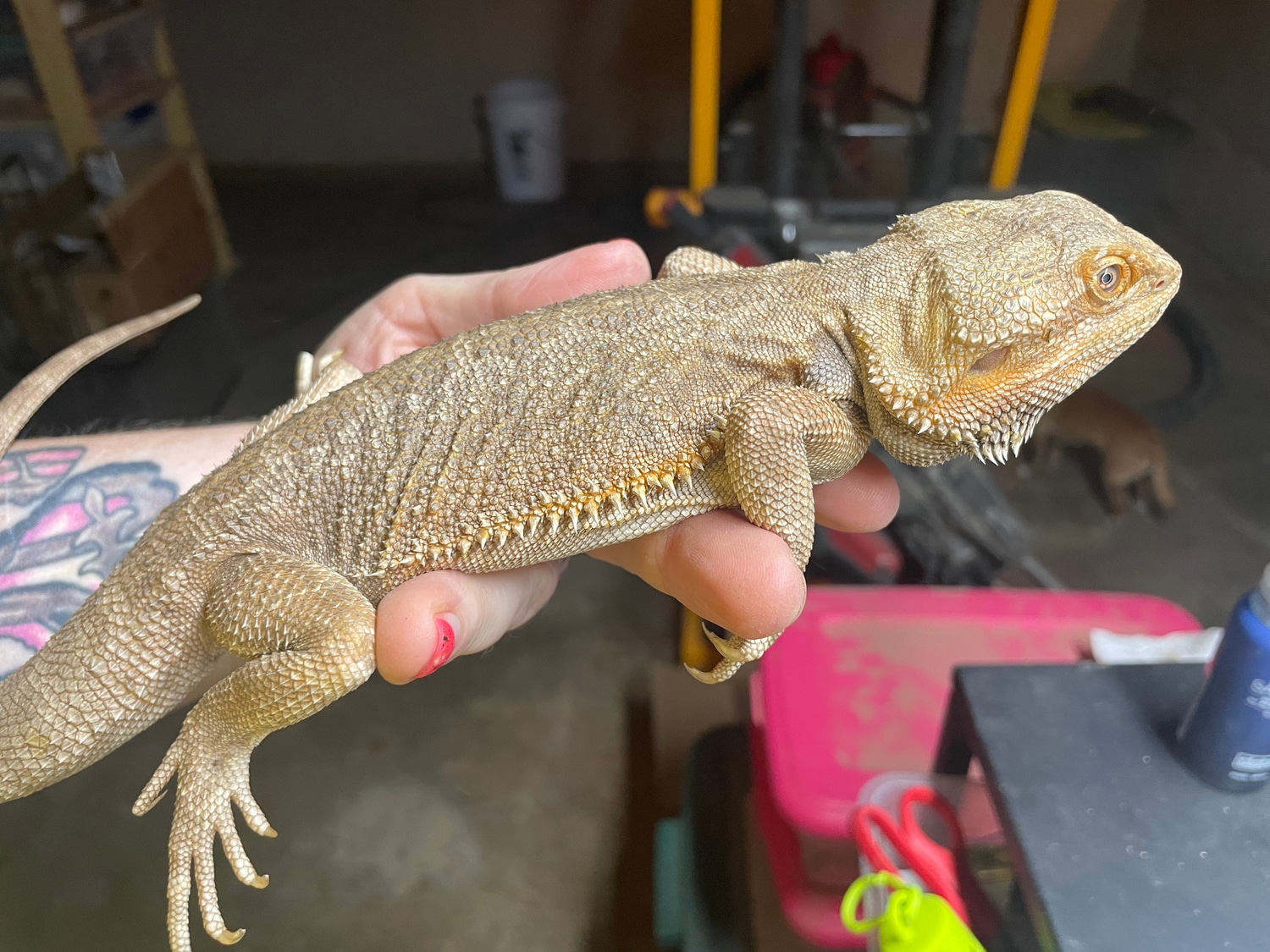 Citrus Leather Back Male Central Bearded Dragon by Methodic Creatures ...