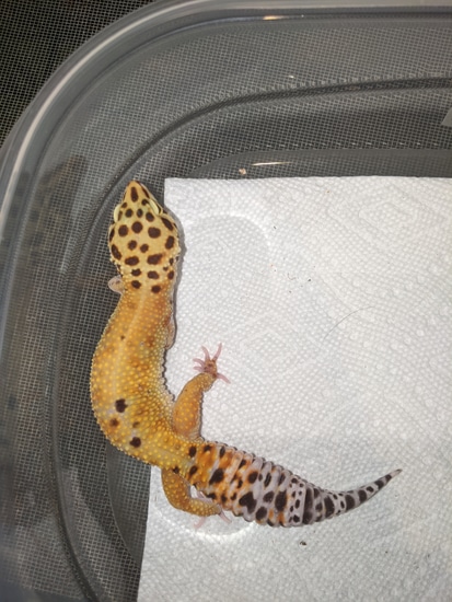 Hypo Tangerine Carrot Tail. Leopard Gecko by Geckos 419