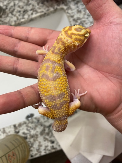 Mack Snow Hypo Het Eclipse Leopard Gecko by Mc Exotics