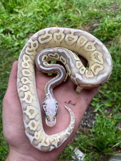 Super Pastel Lesser Hra Spotnose Ball Python by Four Point Exotics